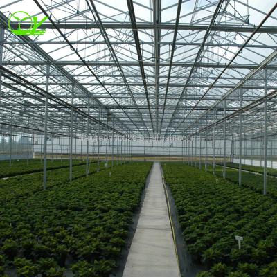 Cina La nostra serra in policarbonato di prim'ordine a singolo strato 30-100m di lunghezza in vendita