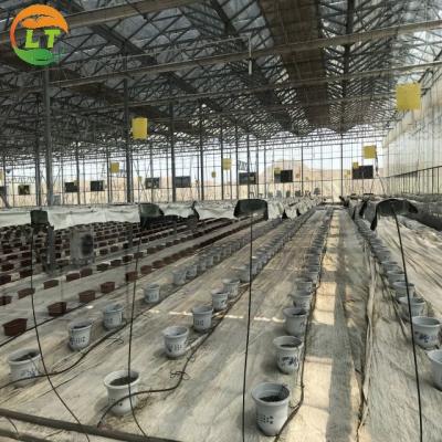 Cina Sistema di serre idroponica multi-span in acciaio galvanizzato a caldo in vendita