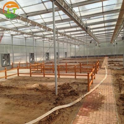 Cina Agricoltura americana di pomodori serra in policarbonato dotata di sistemi idroponici in vendita