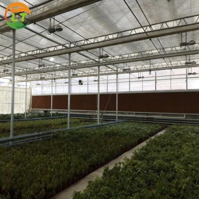 Cina Agricoltura americana di pomodori serra in policarbonato dotata di sistemi idroponici in vendita