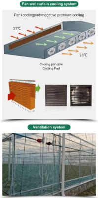 Cina Serra a pellicola a lunghezza multi-span personalizzata per l'agricoltura su larga scala in vendita