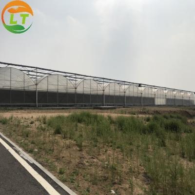Cina Invernadero agricolo a dimensioni personalizzabili con sistema idroponico avanzato in vendita