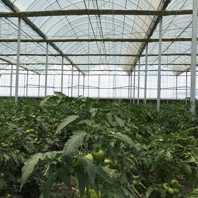 Cina Piantagione in PVC per impianti di coltivazione a serra idroponica su larga scala in vendita