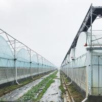 China Customizable Temperature-Controlled Greenhouse for Large-Scale Plant Cultivation for sale