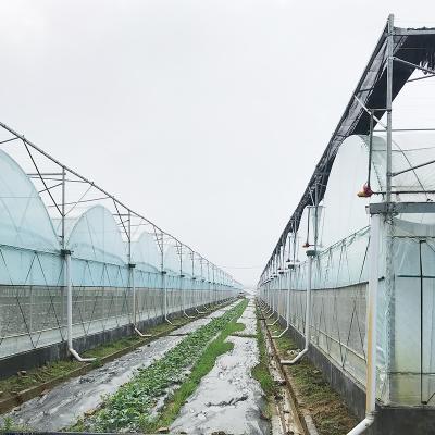 中国 大規模な植物の栽培のための調整可能な温度制御温室 販売のため