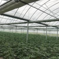 China Customizable Temperature-Controlled Greenhouse for Large-Scale Plant Cultivation for sale