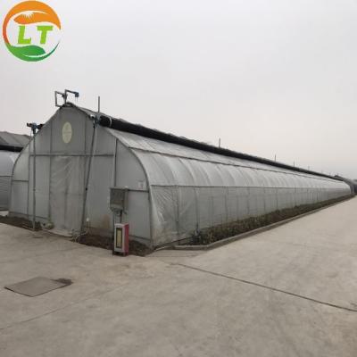 Cina Ventilazione a lati personalizzabili Funghi serra per la produzione tutto l'anno in vendita