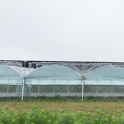 中国 簡単に設置できる農業 多スパンフィルム温室 販売のため