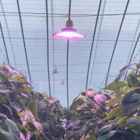 China LED Plant Growth Lamp Full Spectrum High Power Complement Lamp for sale