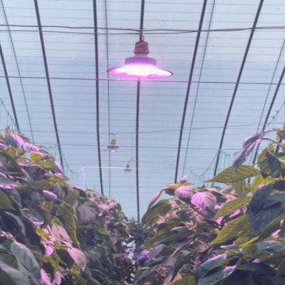 Cina Lampada per la crescita delle piante a LED a spettro completo Lampada complementare ad alta potenza in vendita