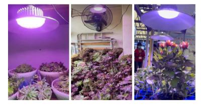Cina Lampada per la crescita delle piante a LED a spettro completo Lampada complementare ad alta potenza in vendita