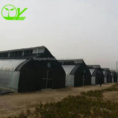 Cina Serra agricola a singolo tratto Mini serra a funghi con irrigazione facoltativa in vendita