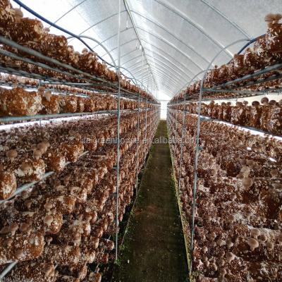Cina Massimizzare la produzione di funghi con serre agricole personalizzabili in vendita
