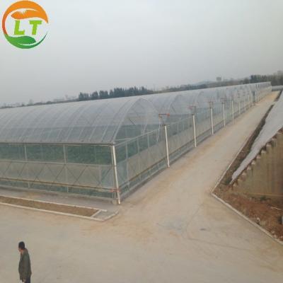 China Single Layer Multi-Span Agricultural Greenhouses for Large-Scale Tomato Plant Farming for sale