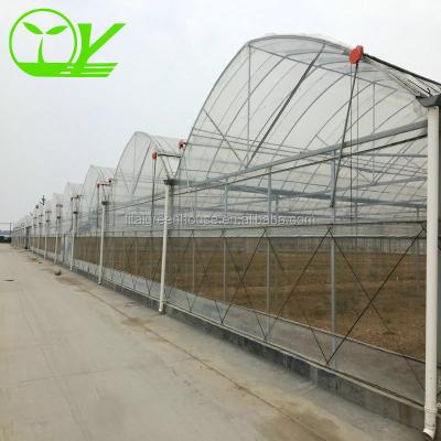 China Hydroponic Farming Agriculture Greenhouse with 8m Wide Span and Transparent Design for sale