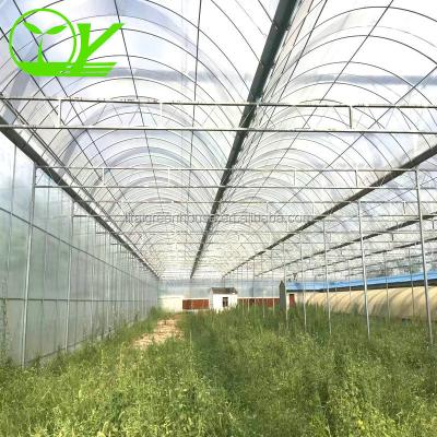China Hydroponic Farming Agriculture Greenhouse with 8m Wide Span and Transparent Design for sale