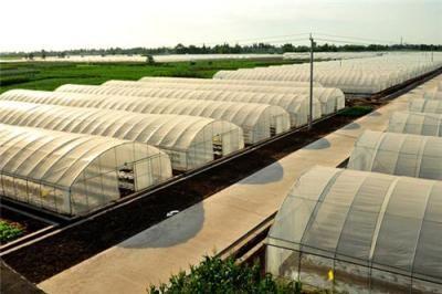 Cina Coltivazioni efficienti Serre solari per l'agricoltura tutto l'anno in vendita