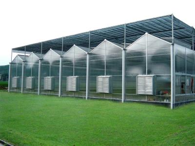 Cina Coltivazioni efficienti Serre solari per l'agricoltura tutto l'anno in vendita