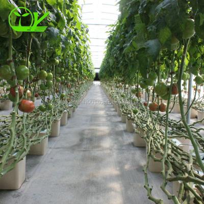 Cina Sistema di coltivazione di pomodori idroponici per verdure in vendita