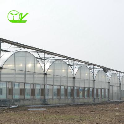 Cina Sistema di coltivazione di pomodori idroponici per verdure in vendita