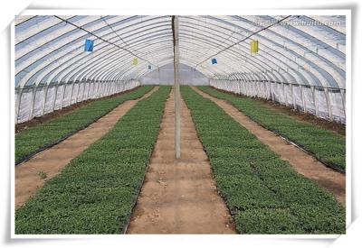 Cina 3m di altezza Poli galleria agricola serra colore trasparente altezza personalizzabile in vendita