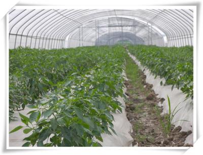 Cina 3m di altezza Poli galleria agricola serra colore trasparente altezza personalizzabile in vendita