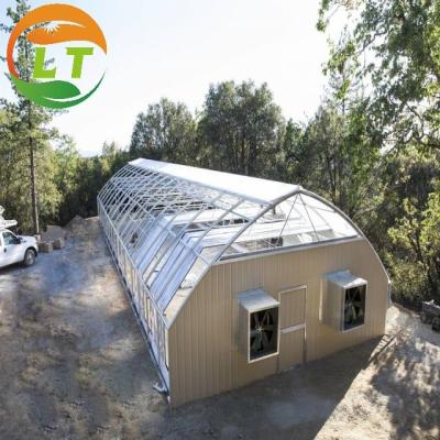 Cina Serra agricola trasparente per la coltivazione di funghi Lunghezza 30-100m o personalizzata in vendita