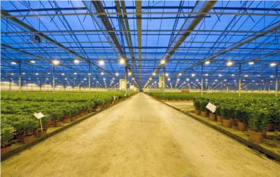 Cina 3m di altezza Poli galleria agricola serra colore trasparente altezza personalizzabile in vendita