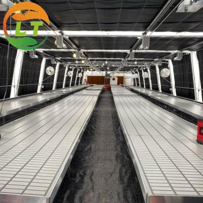 Cina Serra agricola trasparente per la coltivazione di funghi Lunghezza 30-100m o personalizzata in vendita