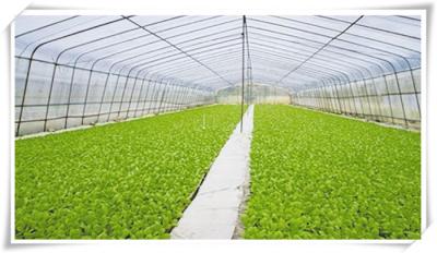Cina 3m di altezza Poli galleria agricola serra colore trasparente altezza personalizzabile in vendita