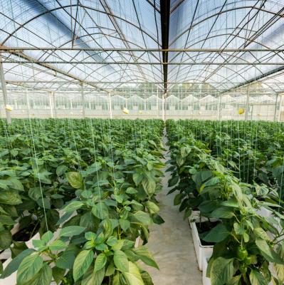 China Ventilatie in 30-100 meter lange slimme kas met IOT-systeem en mestmachine Te koop