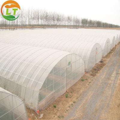 Cina Serra per pomodori invernali in plastica per le colture Larghezza definita per superficie in vendita