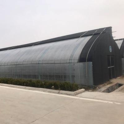 Cina Larghezza personalizzata Serra tradizionale per ortaggi solari con materiale di copertura a film in vendita