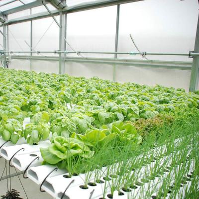 China Ventilatie in 30-100 meter lange slimme kas met IOT-systeem en mestmachine Te koop