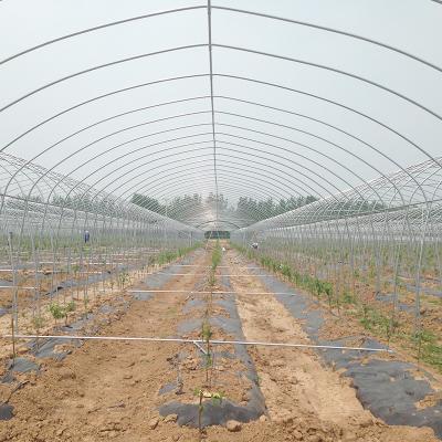 Cina Serra di vetro/film di plastica per l'agricoltura e il bestiame altezza indicata in vendita
