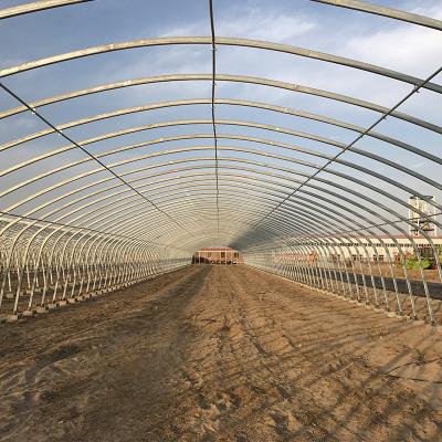 Cina Serra di vetro/film di plastica per l'agricoltura e il bestiame altezza indicata in vendita