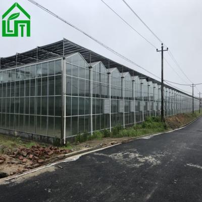 Cina Serra in vetro larghezza 8 m per la coltivazione di verdure struttura stabile e personalizzabile in vendita