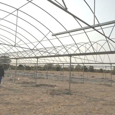 Chine Namibie Afrique Serre reliée à la gouttière avec ventilation optimale et couche unique à vendre