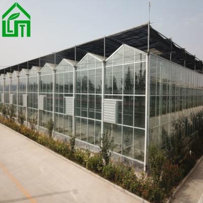 Cina Serra in vetro larghezza 8 m per la coltivazione di verdure struttura stabile e personalizzabile in vendita