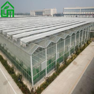 Cina Serra in vetro larghezza 8 m per la coltivazione di verdure struttura stabile e personalizzabile in vendita