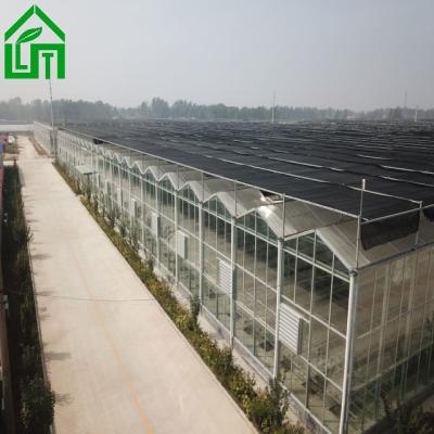 Cina Serra in vetro larghezza 8 m per la coltivazione di verdure struttura stabile e personalizzabile in vendita