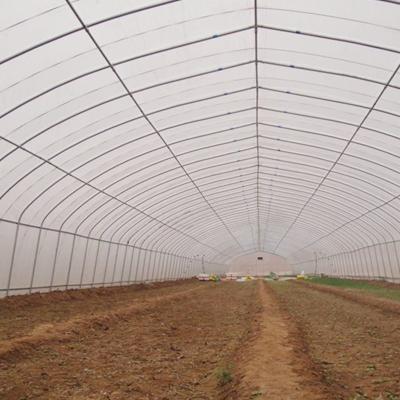 Cina Supporto occasione selezione piccola serra idroponica pomodoro con lunghezza degna di nota in vendita