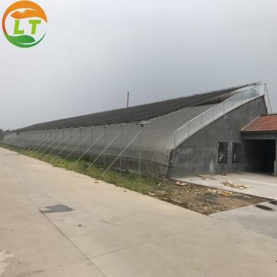 Cina Serra per pomodori agricoli a uno strato con ventilazione ottimale garantita in vendita