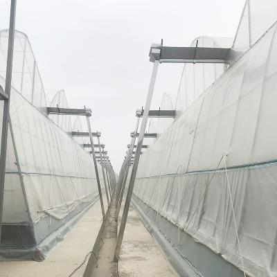 Cina Sistema di controllo automatico serra a uno strato per pellicole modelli commerciali coreane in vendita