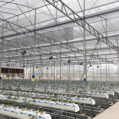 Cina Serre a pellicola di plastica multi-span per l'agricoltura degli ortaggi 50m lunghezza struttura stabile in vendita