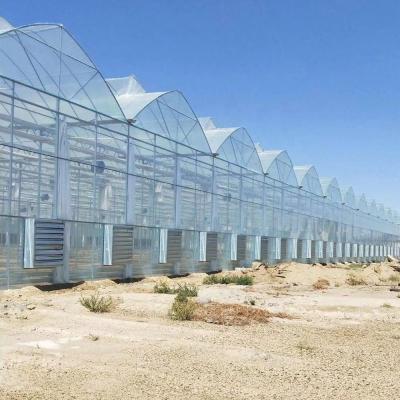 Cina 8.0m 10.0m Larghezza di lunghezza Agricoltura Serra per pomodori e ortaggi in vendita