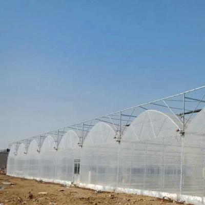 Cina 8.0m 10.0m Larghezza di lunghezza Agricoltura Serra per pomodori e ortaggi in vendita
