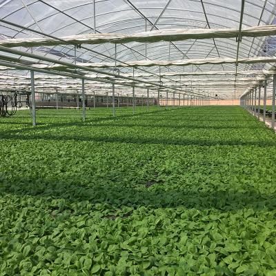 Cina Serra agricola a pellicola di plastica galvanizzata a caldo e durevole con PE Single/ Multi Span in vendita
