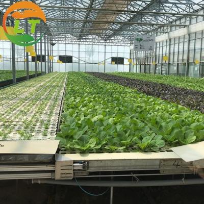 Cina Serre agricole di grandi dimensioni con sistema idroponico in vendita