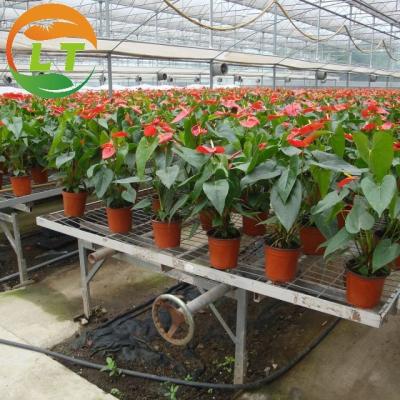 Cina Serra sensibile alla luce per la coltivazione di funghi in materiale PE in vendita